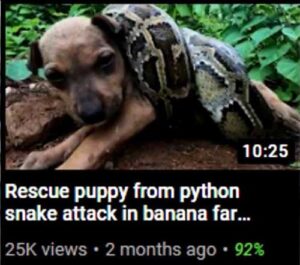 Fake Animal Rescue Videos: Abusers And Killers? - Many Ways To Help Animals